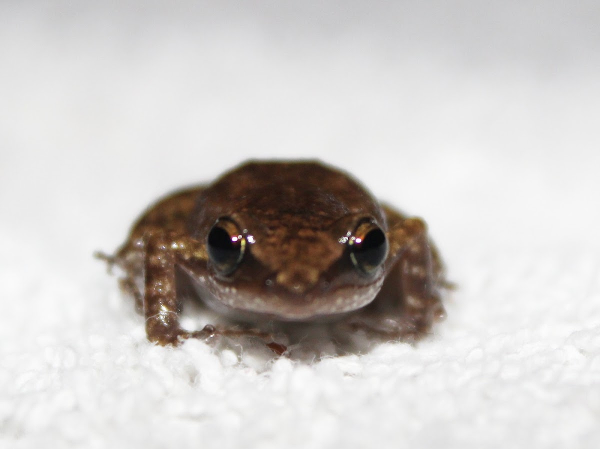 Rio Grande Chirping Frog | Project Noah