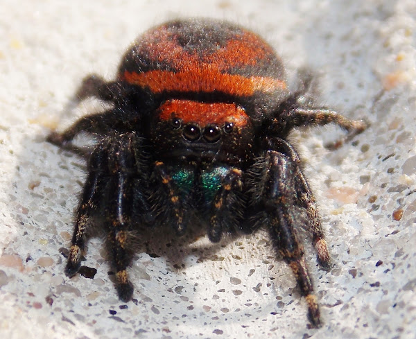 Apache Jumping Spider | Project Noah