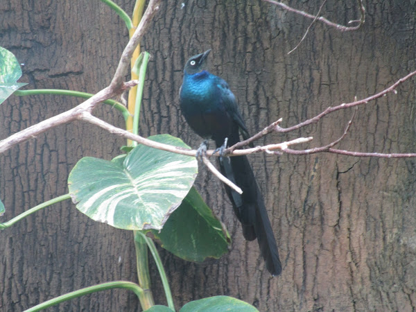 birds | Project Noah