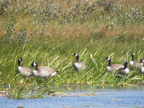 cackling geese | Project Noah