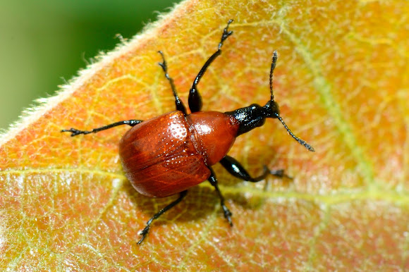 Leaf-rolling weevil | Project Noah
