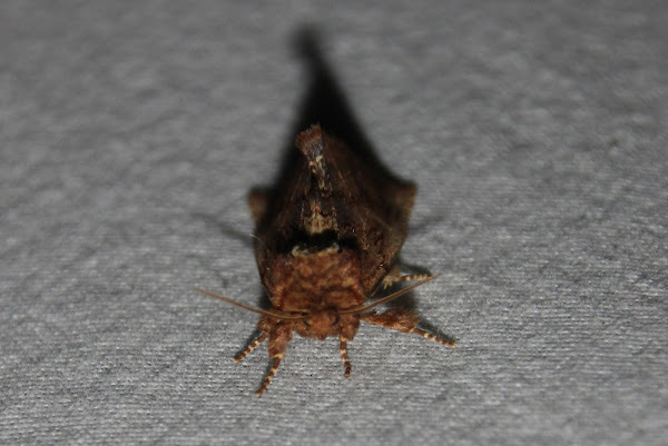 Coxcomb Prominent | Project Noah