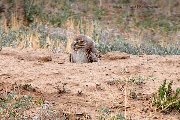 Burrowing Owl | Project Noah