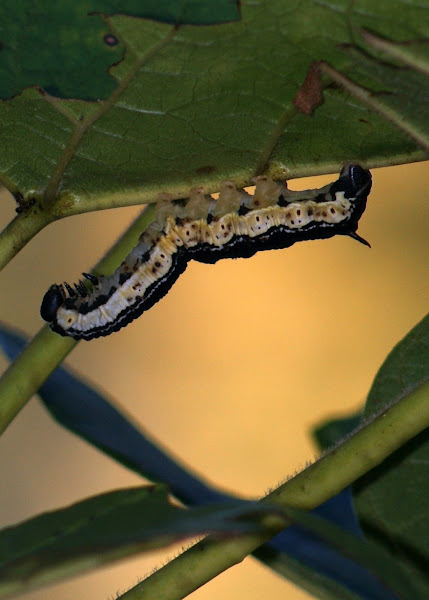 Catalpa Sphinx Moth Caterpillar | Project Noah