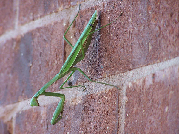praying mantis, Chinese mantid | Project Noah