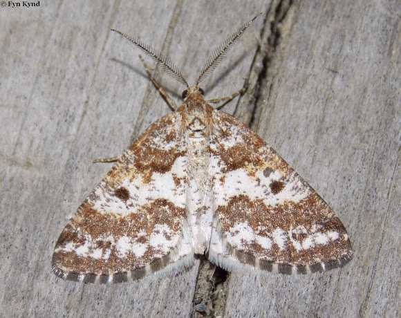 Powder Moth | Project Noah