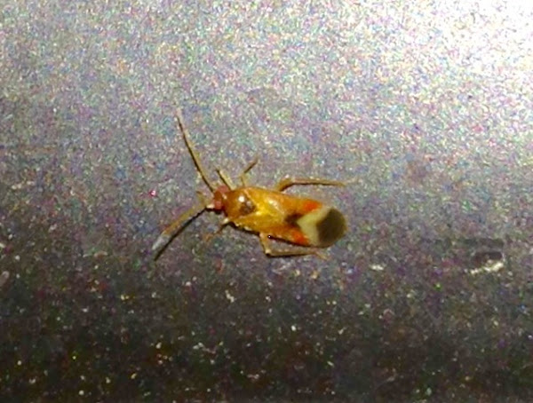 Ceratocapsus Plant Bug | Project Noah