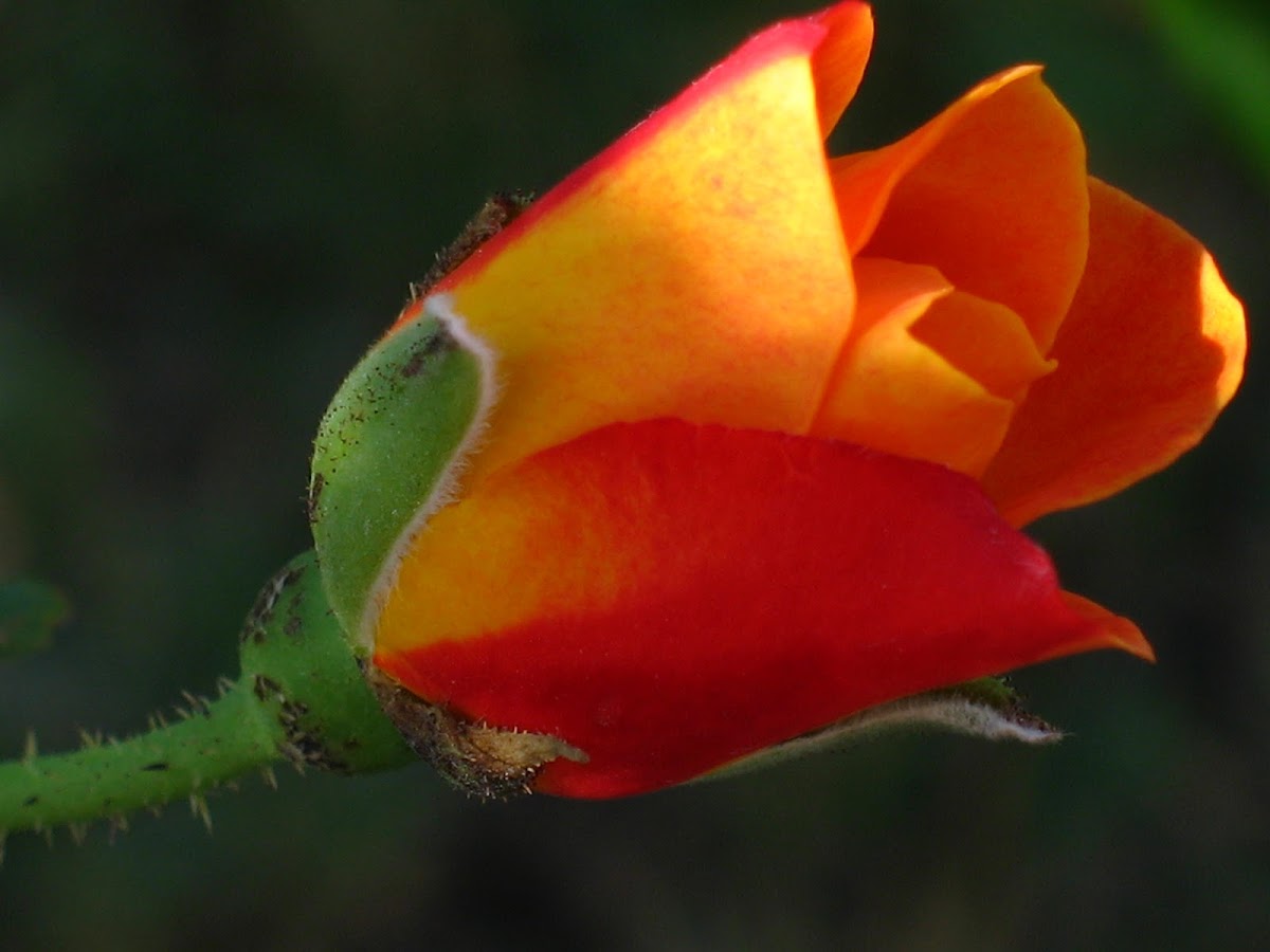 Jacob's Coat Rose | Project Noah