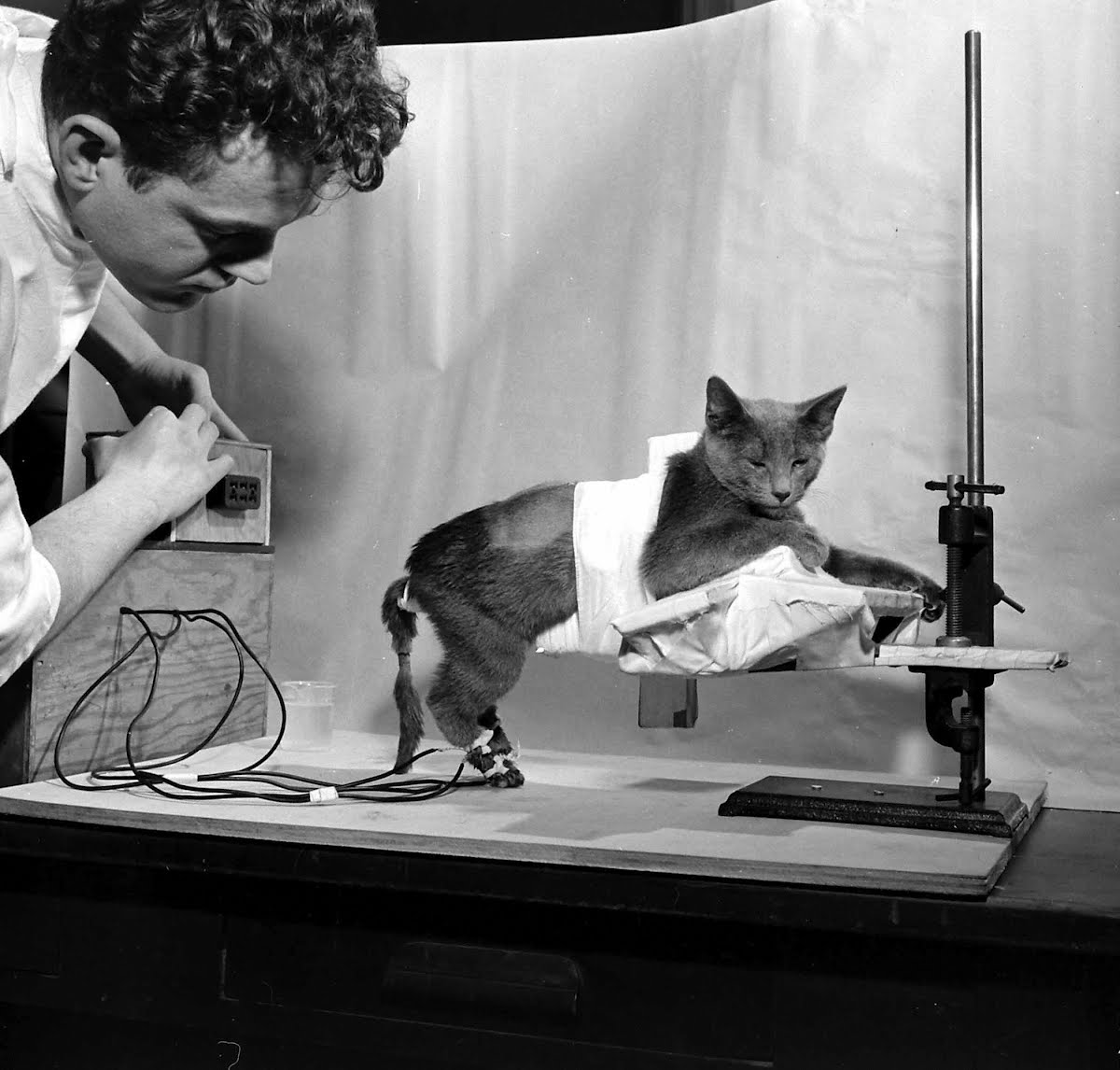 Paraplegic Cats - George Skadding and Francis Miller — Google Arts ...