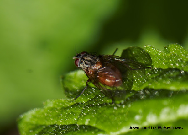 Phaonia subventa fly | Project Noah