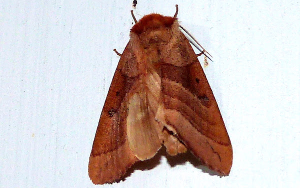 Spotted Datana Moth | Project Noah