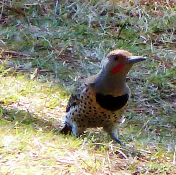 Red Shafted Northern Flicker | Project Noah