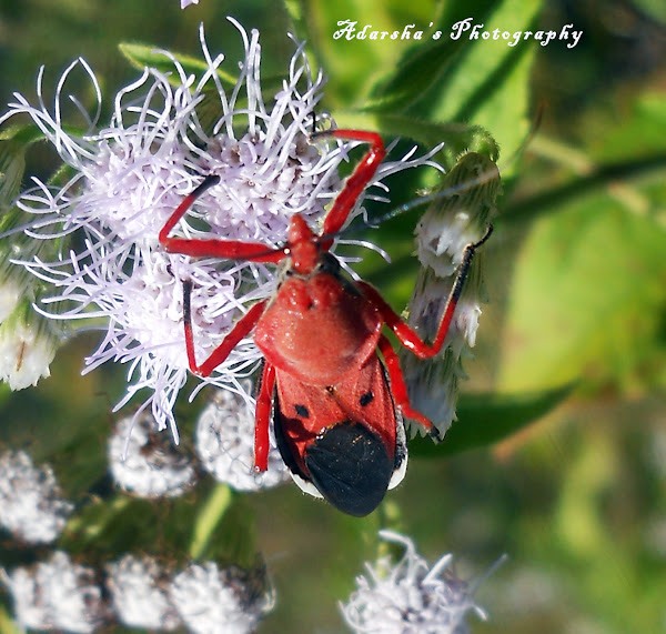 Indian Red Assassin Bug | Project Noah