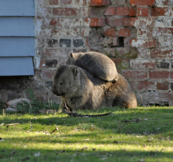 Common wombat | Project Noah