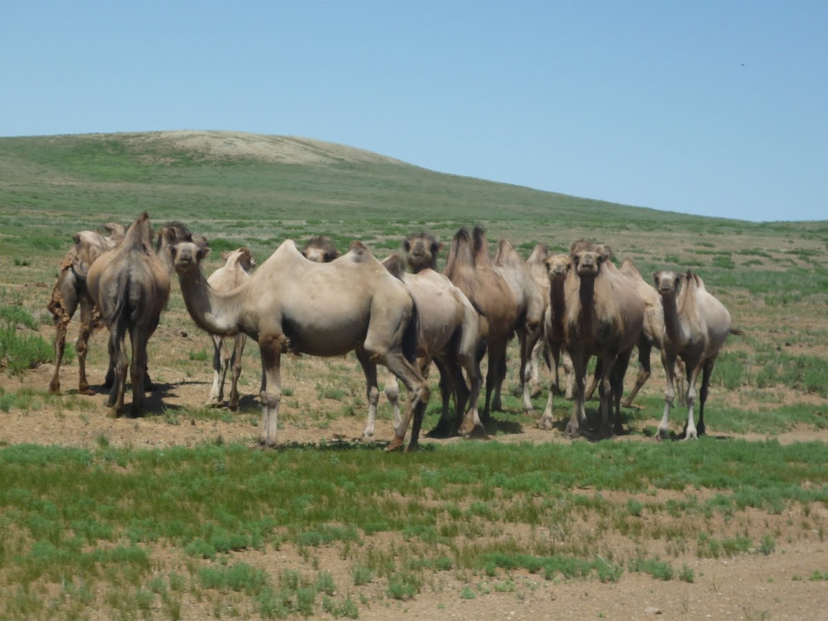 Bactrian camel | Project Noah