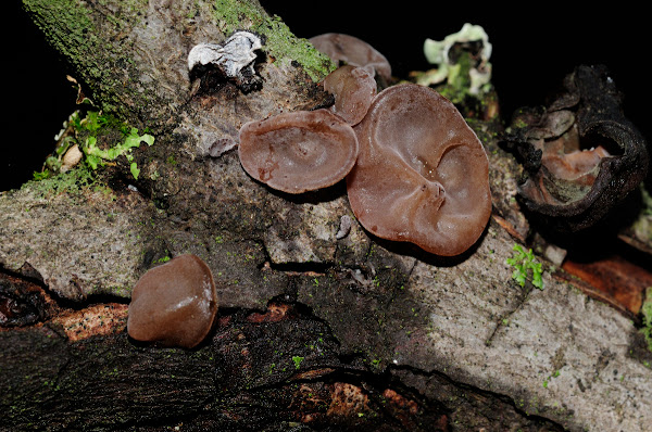 Judas' Ear, Oreja de Judas | Project Noah