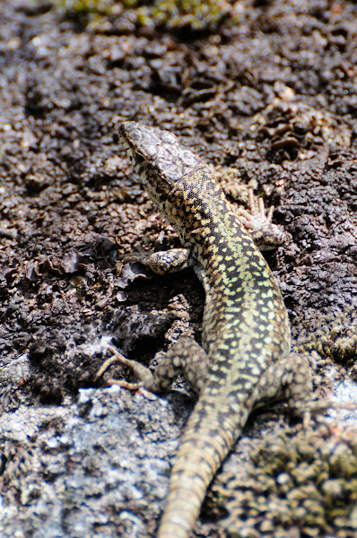 Iberian Wall Lizard, Lagartija ibérica | Project Noah
