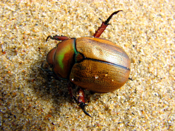 Christmas Beetle | Project Noah
