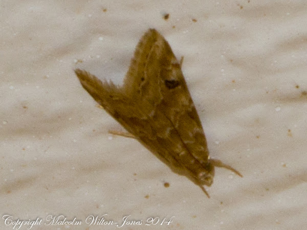 Cabbage Webworm | Project Noah