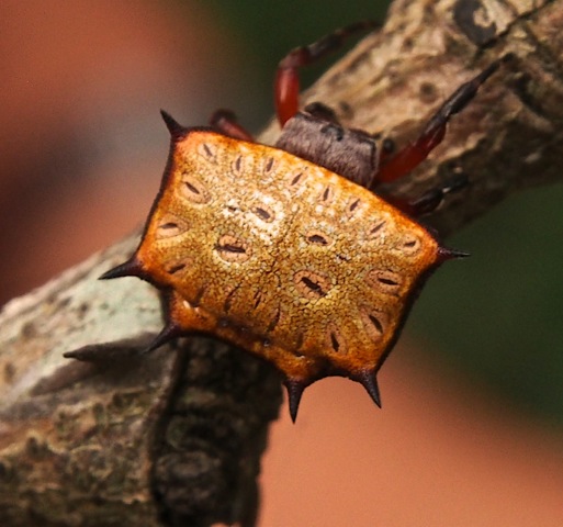 Biscuit Kite Spider | Project Noah