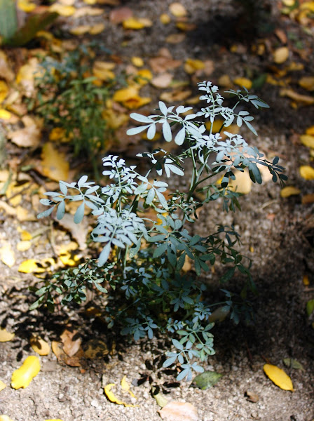 Ruda / Common Rue | Project Noah