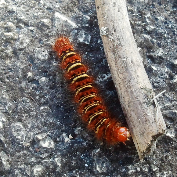 Echo Moth | Project Noah