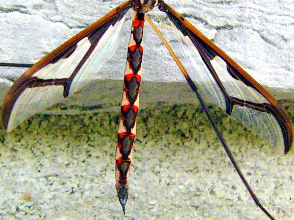 Giant Eastern Crane Fly | Project Noah