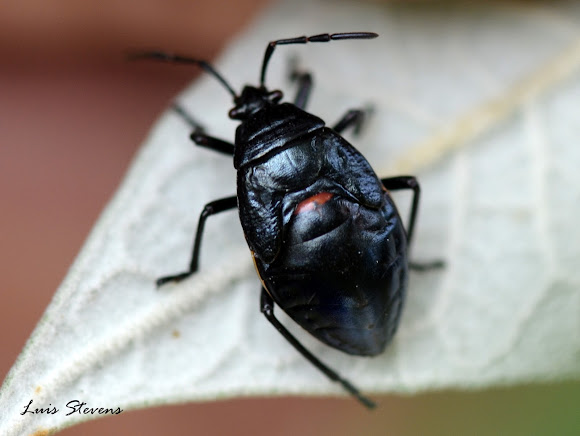Bordered Plant Bug Nymphs | Project Noah
