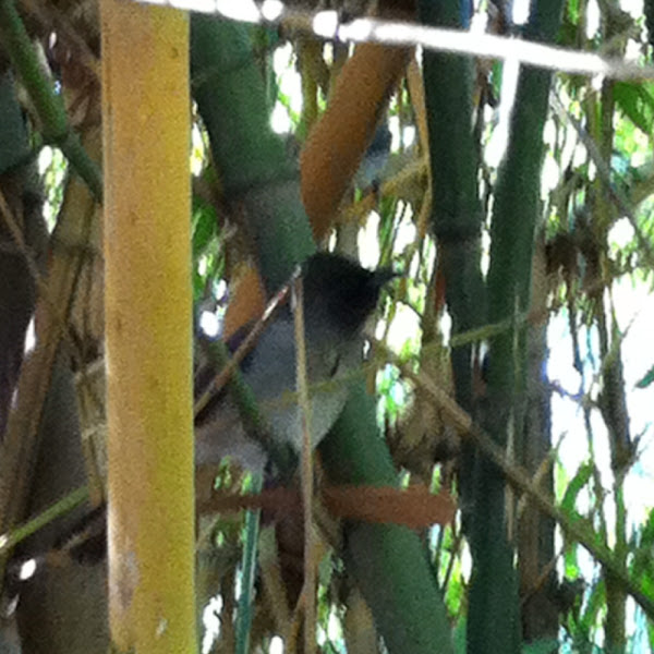 Common Bulbul | Project Noah