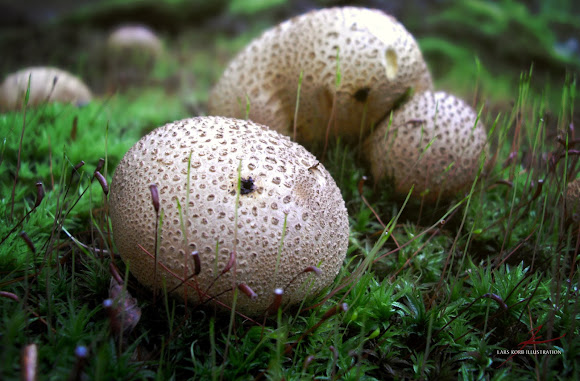Pigskin Poison Puffball | Project Noah