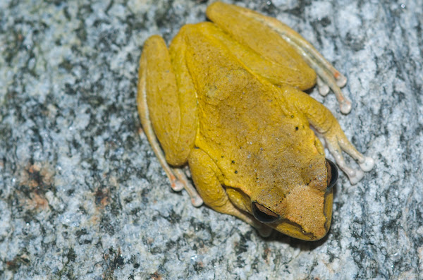 Robust Buerger's frog | Project Noah