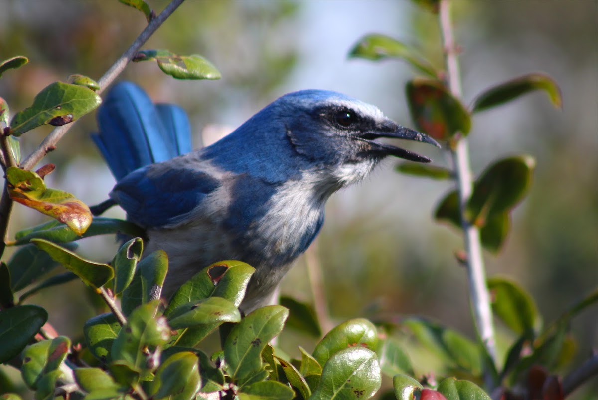 florida scrub jay | Project Noah