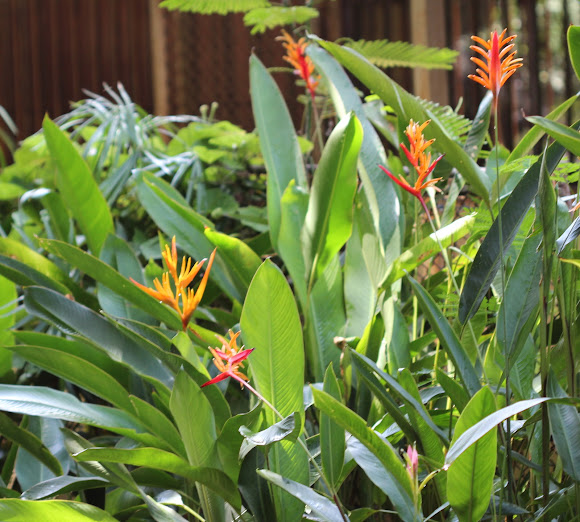 Parrot's Beak Plant | Project Noah