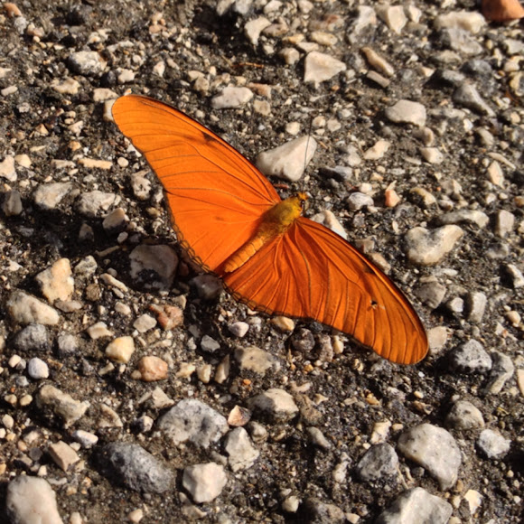 Julia Longwing | Project Noah