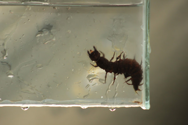 Hellgrammite | Project Noah