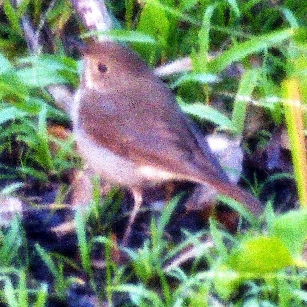 Hermit Thrush | Project Noah