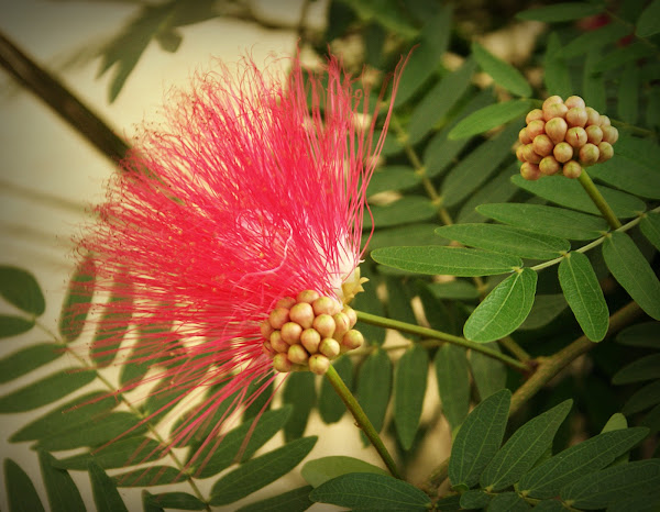 Powderpuff Tree | Project Noah