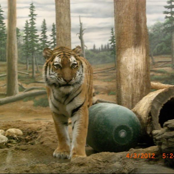 Siberian tiger | Project Noah