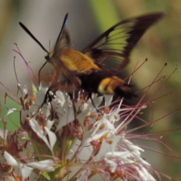 Snowberry Clearwing | Project Noah