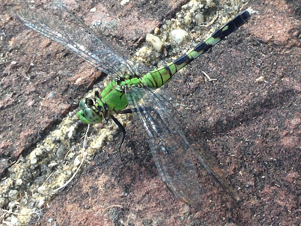 Dragonfly | Project Noah