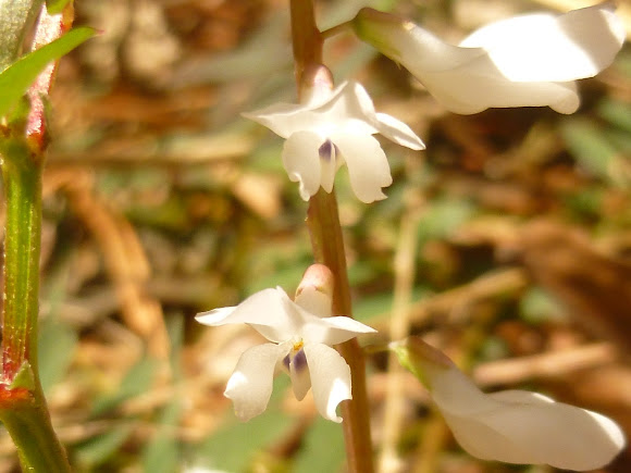 Wood Vetch | Project Noah