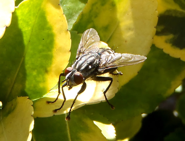 Moscarda gris de la carne | Project Noah