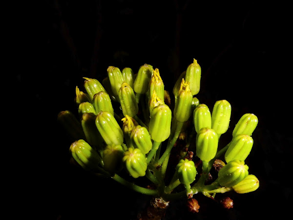 Palo Loco | Project Noah