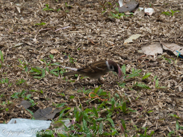 Tree Sparrow | Project Noah