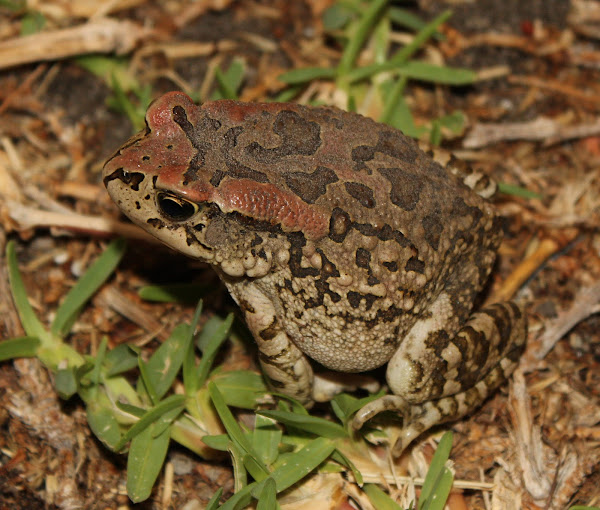 Raucous Toad | Project Noah