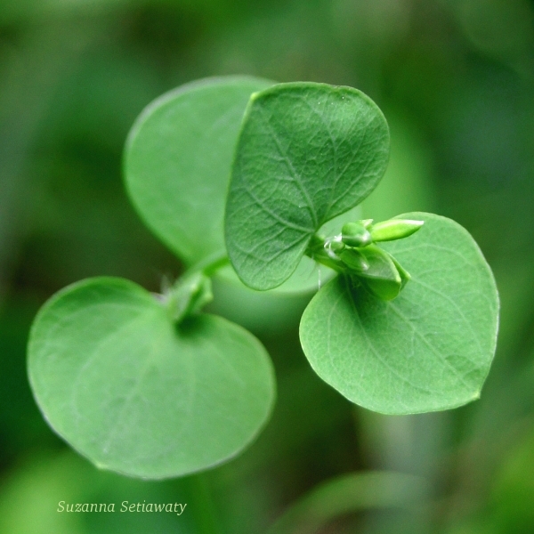 Dew Herb | Project Noah