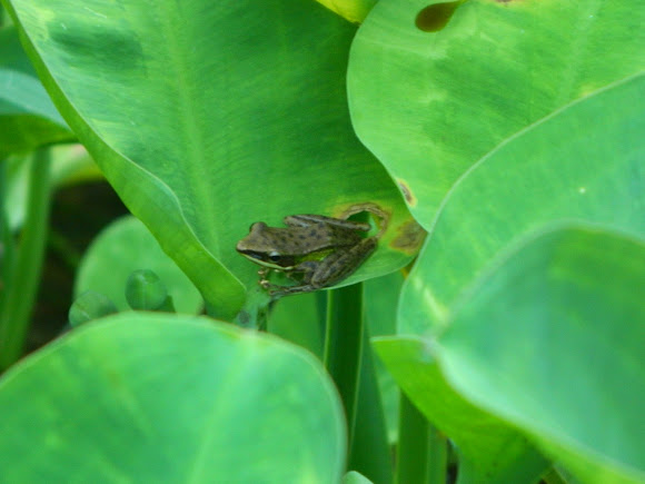White-lipped Frog | Project Noah
