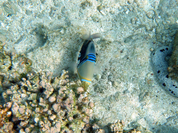 Picassofish | Project Noah