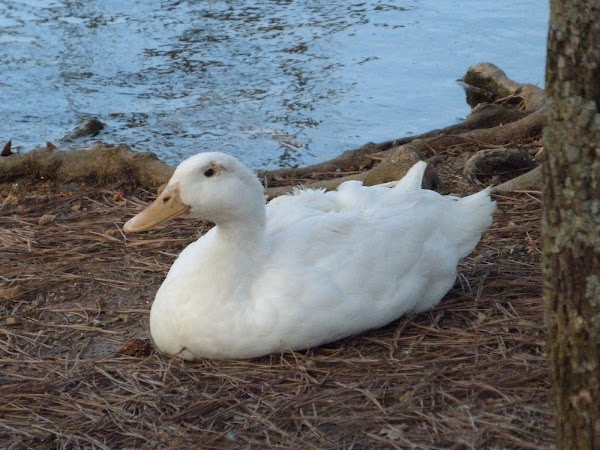 Pekin duck | Project Noah