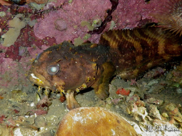 Sapo Bocon Fish | Project Noah